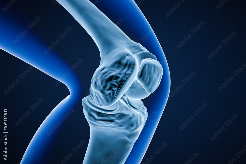 Close-up view of the knee joint bones 3D rendering illustration. Human ...