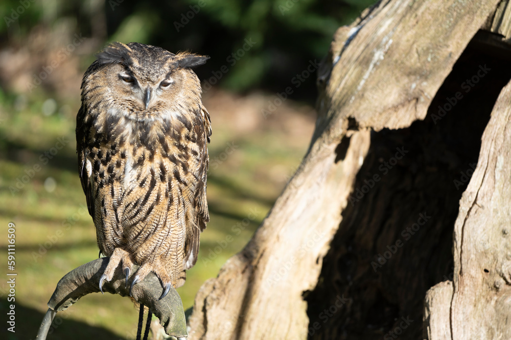 owl standing on a wooden timber looking around in the forest Stock ...