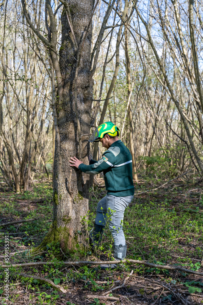 Jeune forestier s'occupant d'un arbre dnas une forêt Stock-Foto | Adobe ...