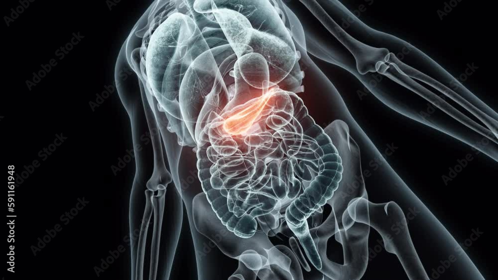 3D rendering Medical Animation of a Human Pancreas.X-ray of a Pancreas ...