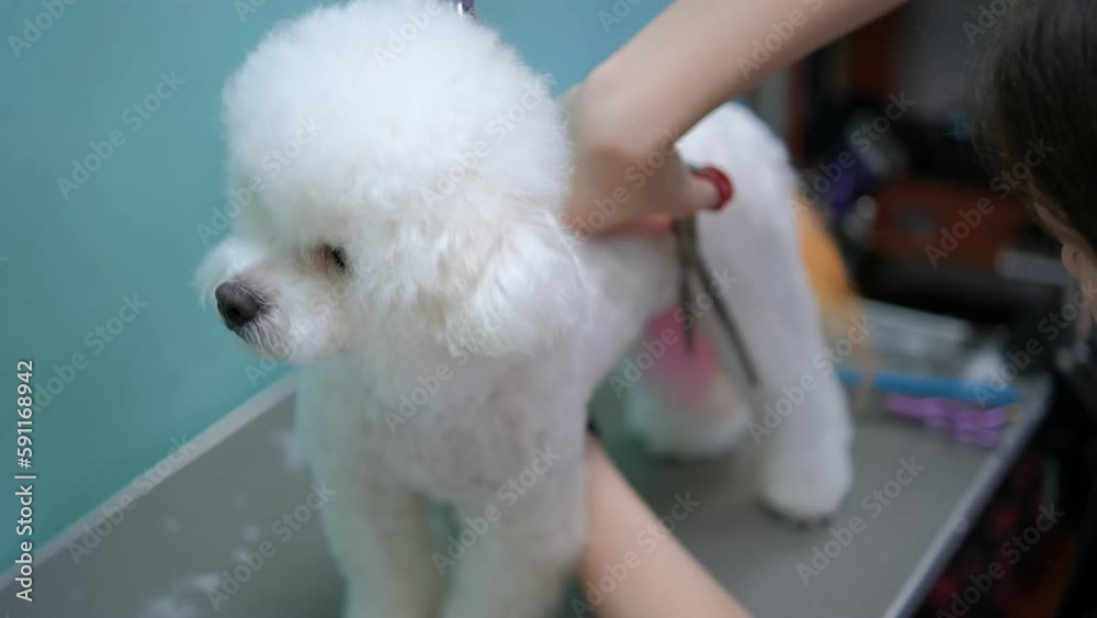 Bichon Dog getting groomed at salon. Professional cares for a dog in a ...