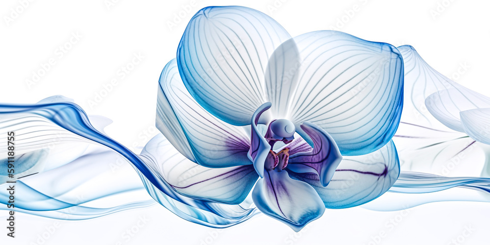 Dynamic effect curves of orchid flower shape in transparent,multicolor ...
