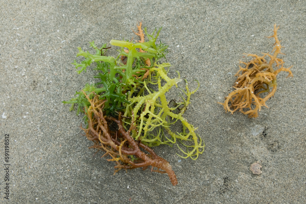 Cultivation of green seaweed in a seaweed plantation in Indonesia Stock ...