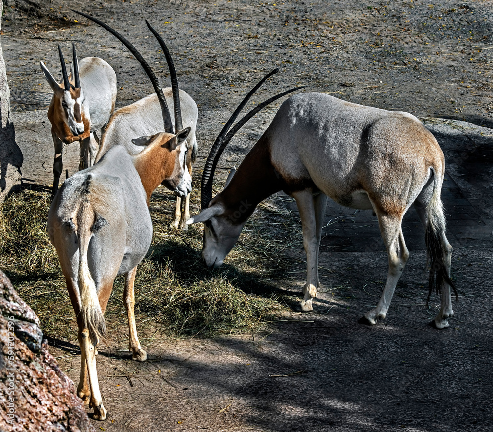 Arabian oryxes eating hay. Also known as wnite oryx. Latin name - Oryx ...