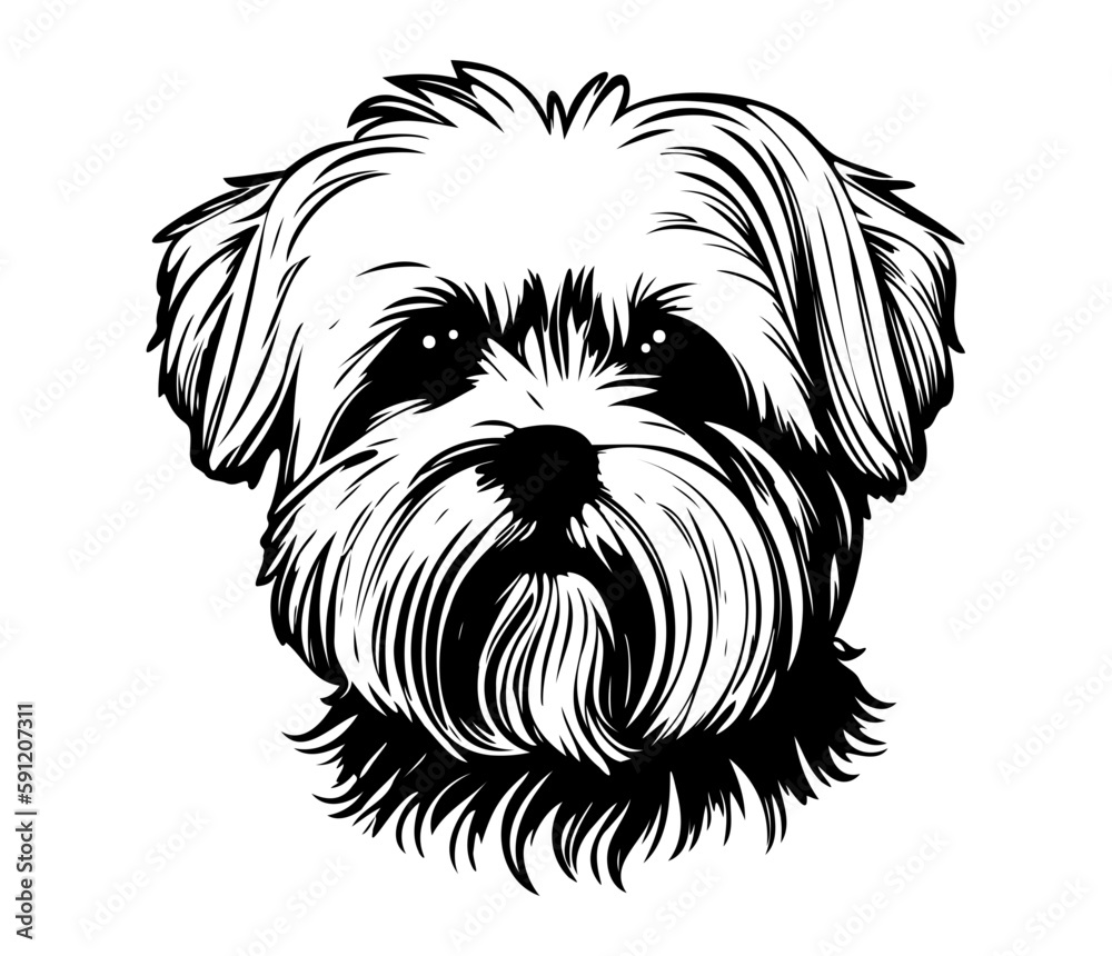 Maltese, Silhouettes Dog Face SVG, black and white Maltese vector Stock ...