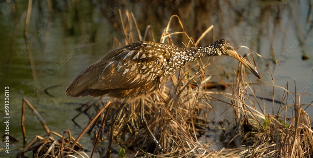 The limpkin, also called carrao, courlan, and crying bird, is a bird ...