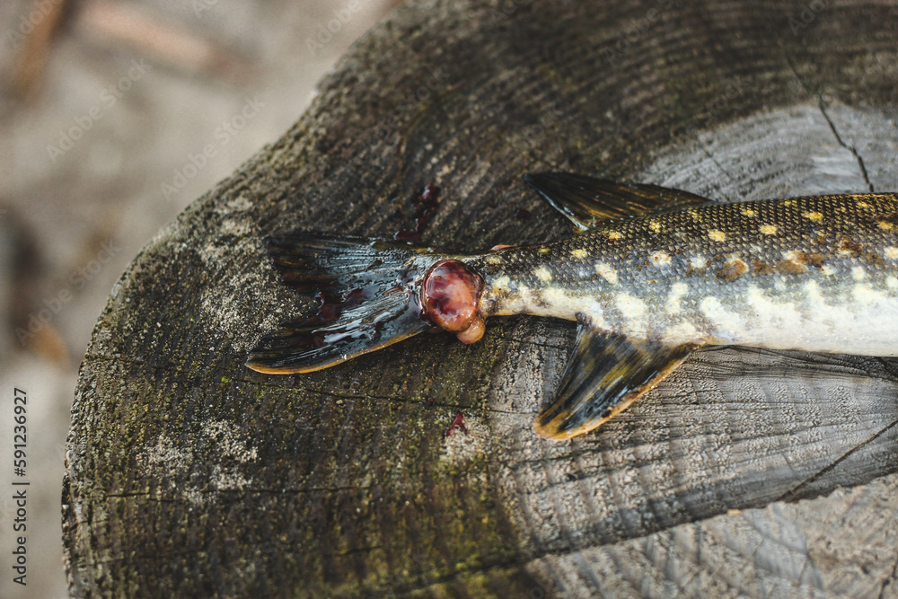 Foto de Pike fish caught by a fisherman with a wound from a bite ...