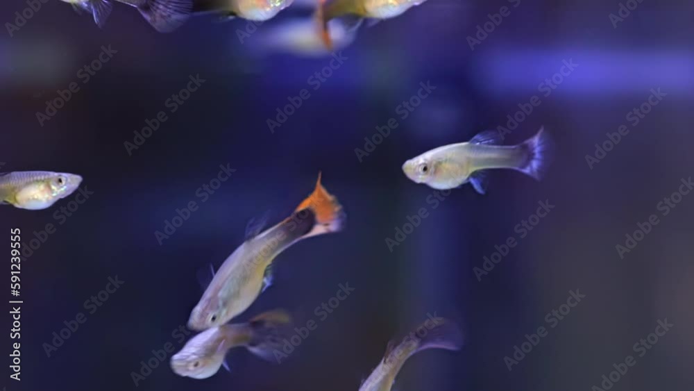 Stockvideo Male and female guppy fish or Rainbow fish. Small freshwater ...