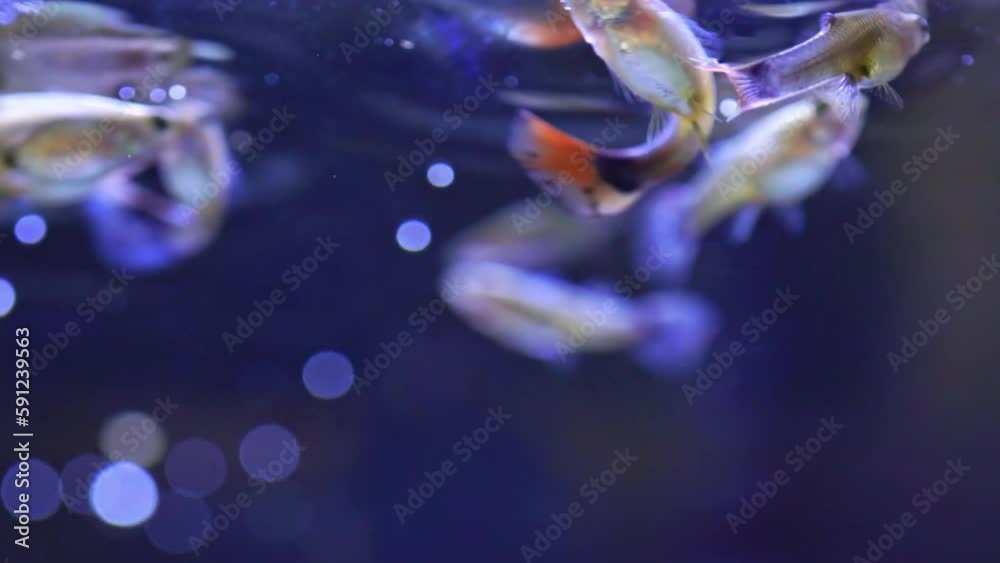 Vídeo do Stock: Guppy fish horde in home fish tank macro close up. Home ...