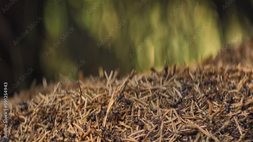 A collective of ants forms an anthill. An anthill in the forest. Spring ...