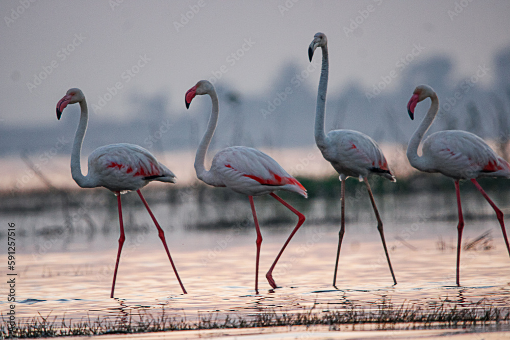 Beautiful flamingo near back water. wall mounting of flamingo bird ...