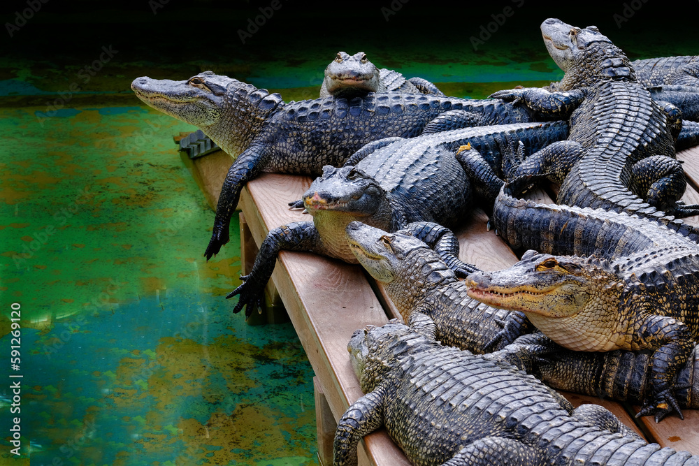 Captive Alligators Details of Teeth and Jaws Powerful Animals Stock ...