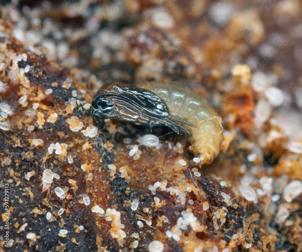 Dark-winged fungus gnat pupa (Sciaridae) and mites (various stages of ...