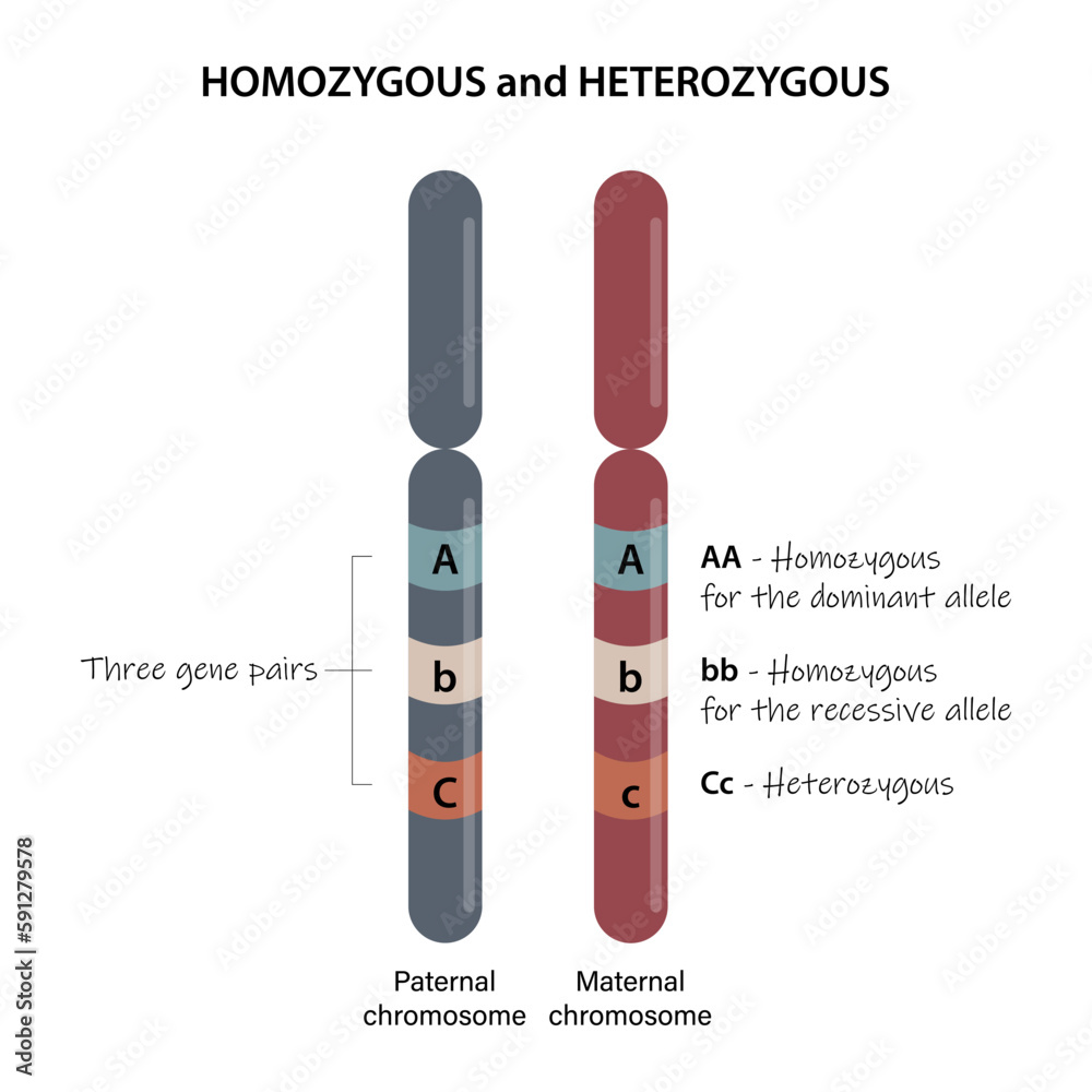Homozygous and Heterozygous. A comparison of homologous chromosomes ...