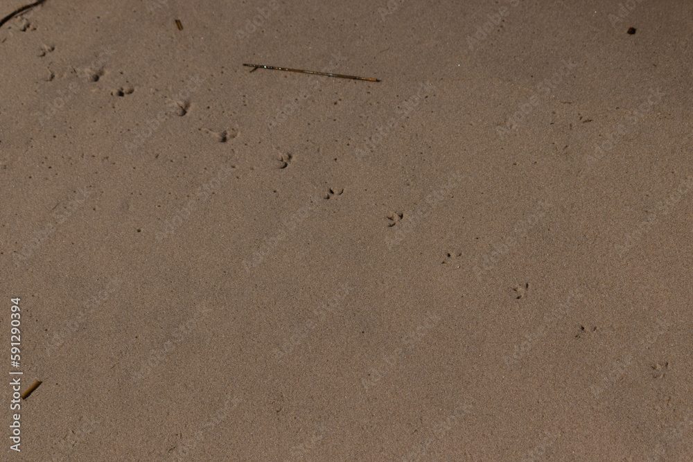 I loved these tracks of footprints in the sand. These are the footsteps ...