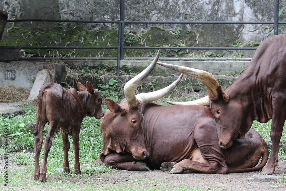 Ankole watusi cow couple sunbathing with their calf in an open cage at ...