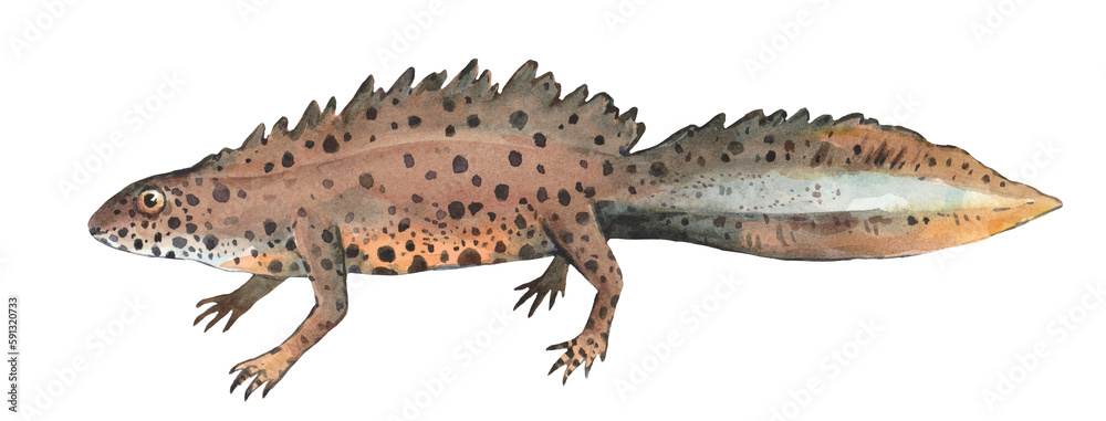 European newt, common newt, Lissotriton vulgaris, watercolor ...