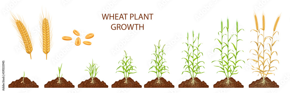 Wheat growth stages, vector life cycle of cereals, agriculture crop ...