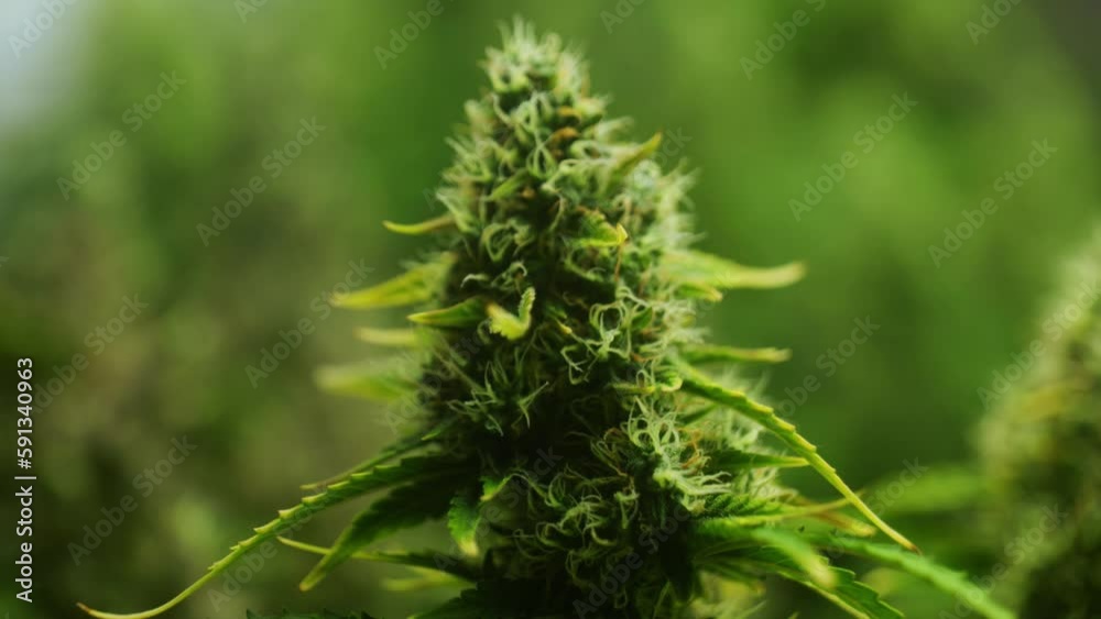 4K Cinematic close up macro footage of weed flowers and leaves on ...