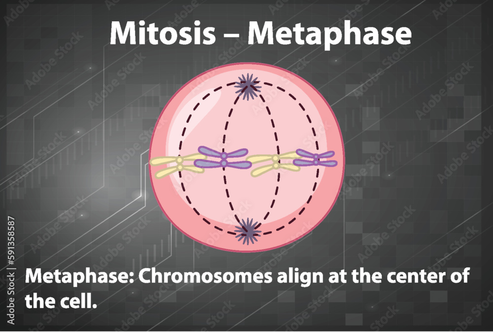 Process of mitosis metaphase with explanations Stock Vector | Adobe Stock