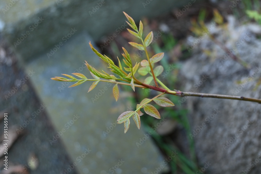 Chinese pistache ( Pistacia chinensis ) tree. Anacardiaceae deciduous ...