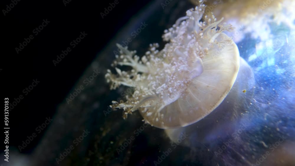 Video „Cassiopea andromeda Upside-down jellyfish is a type of jellyfish ...