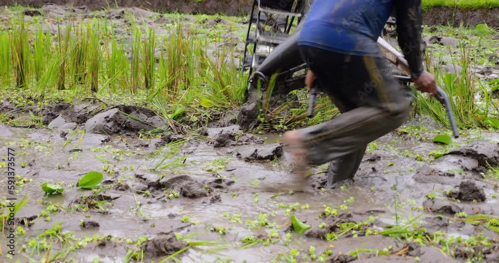 Balinese man plows rice field in rain, walking behind two-wheeled ...