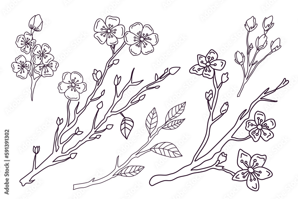 Cute hand drawn isolated sakura branch set. Flower vector illustration ...