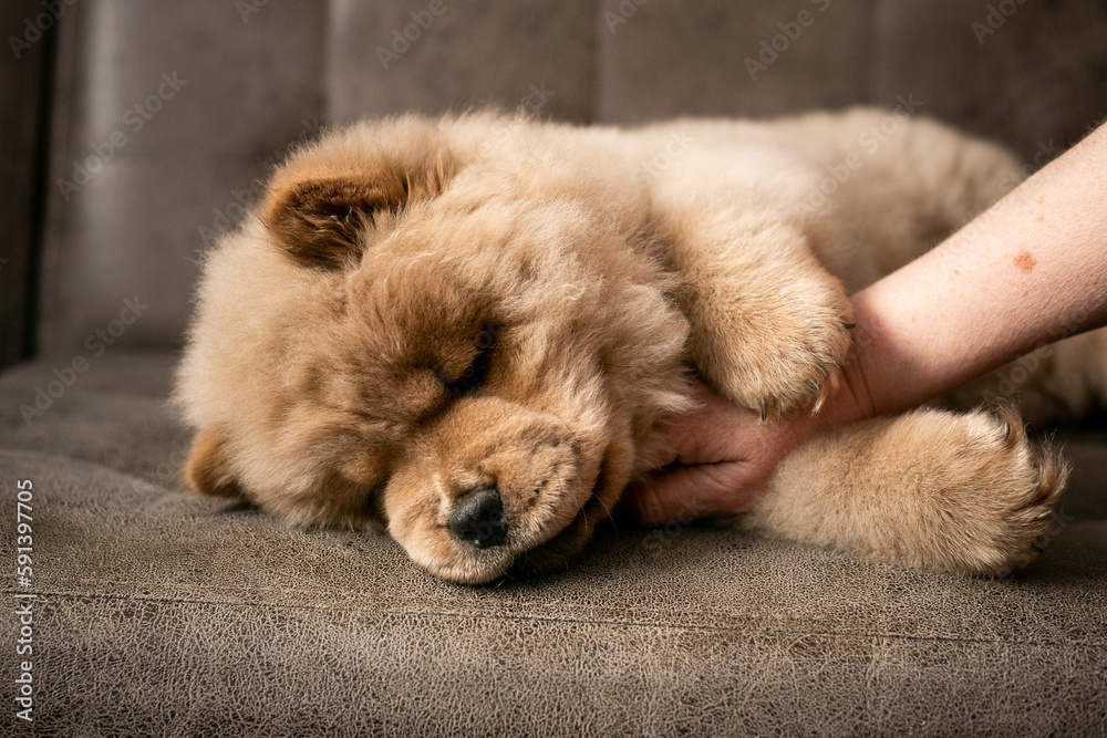 The puppy chow chow is lying on the couch, the hand of a man is ...