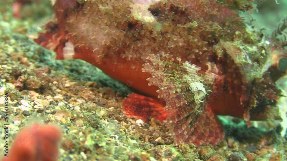 Raggy scorpionfish walking over sandy slope using pectoral fins like ...