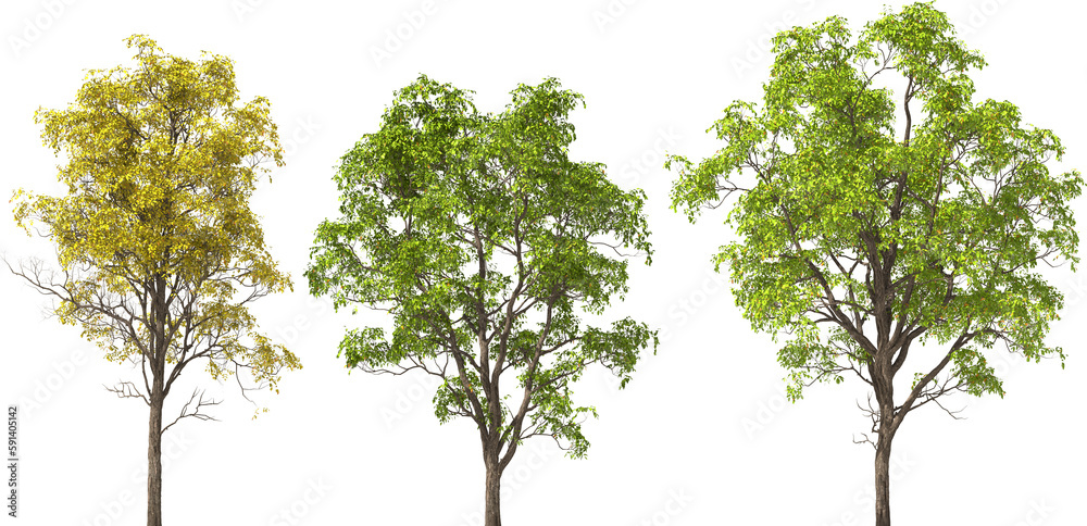 tree, kapok tree, trees, hq cutout arch viz plant no shadow Stock Photo ...