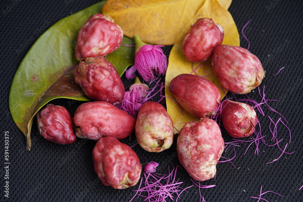Malay rose apple (Syzygium malaccense ) Myrtaceae family, Amazon ...