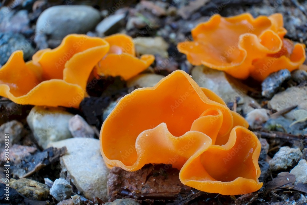 Aleuria aurantia (orange peel fungus). Interesting mushroom. It is ...