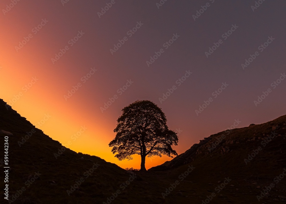 Lone sycamore tree silhouette at sunset, golden and purple sky ...