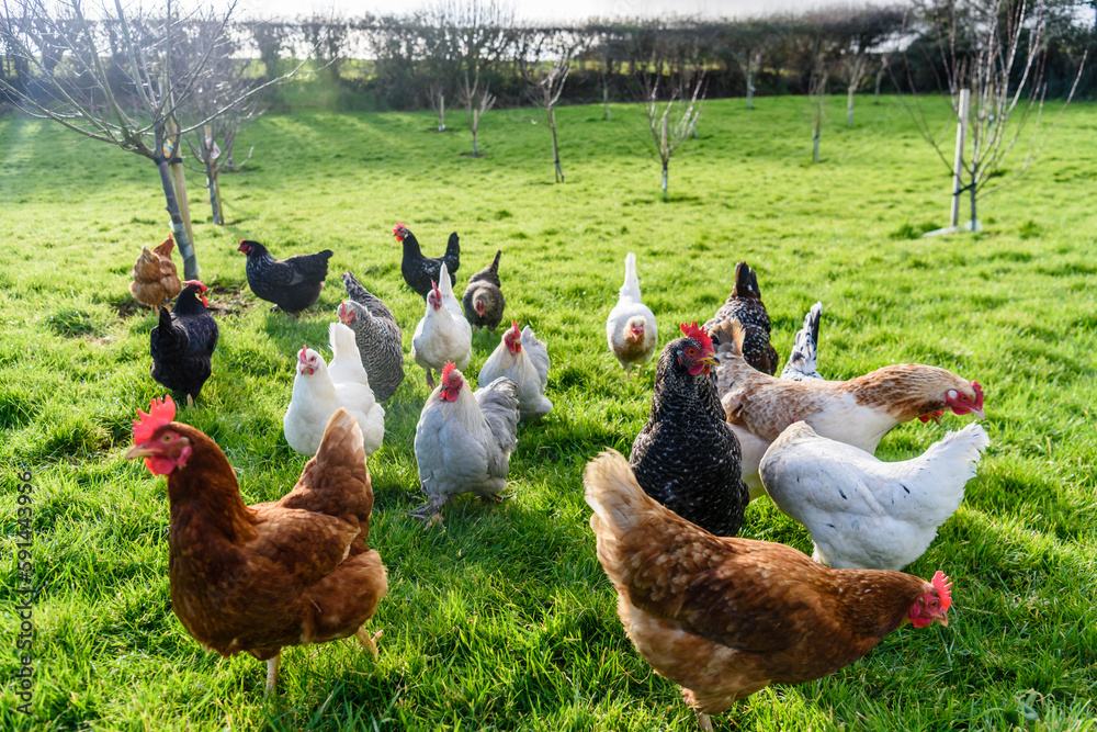 Flock of domestic chickens running free-range around a field orchard ...