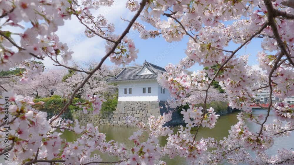 view of Japanese historic castle through sakura blossom branches in ...