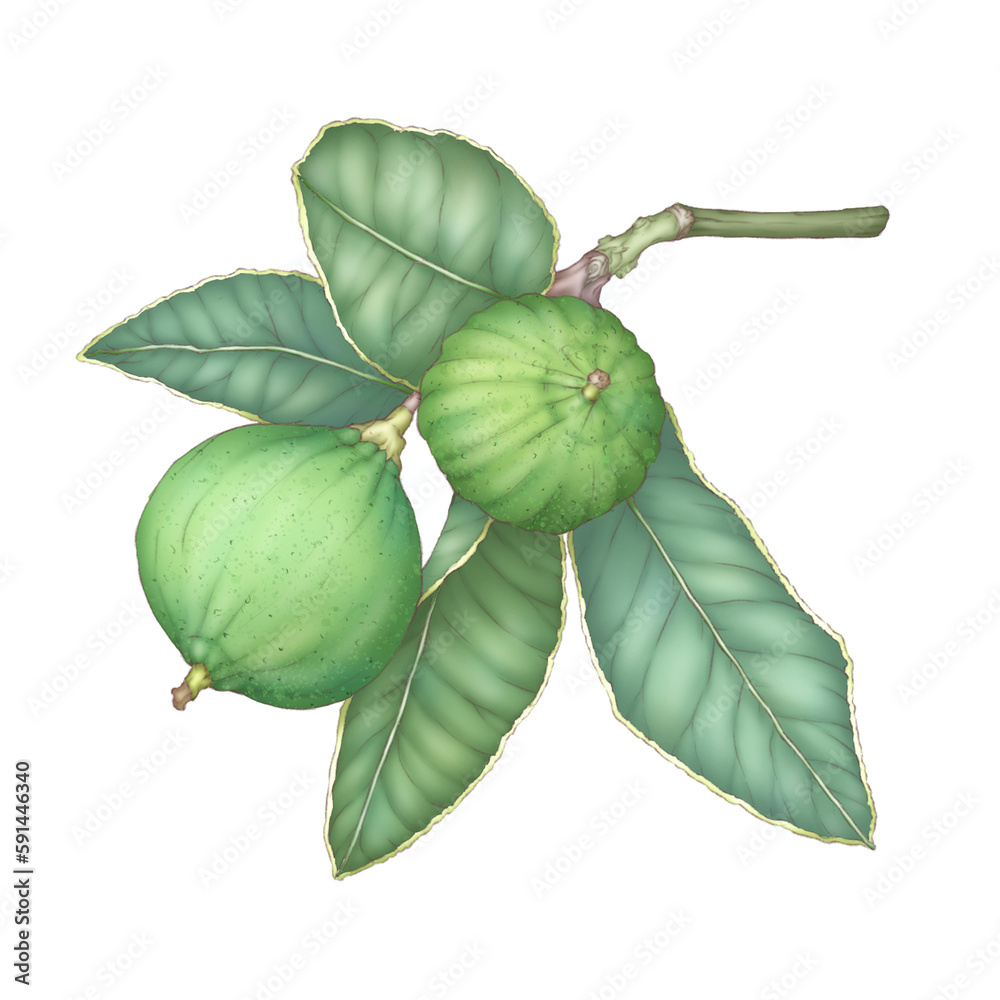 caffre lime fruit with leaves illustration isolated on white background ...