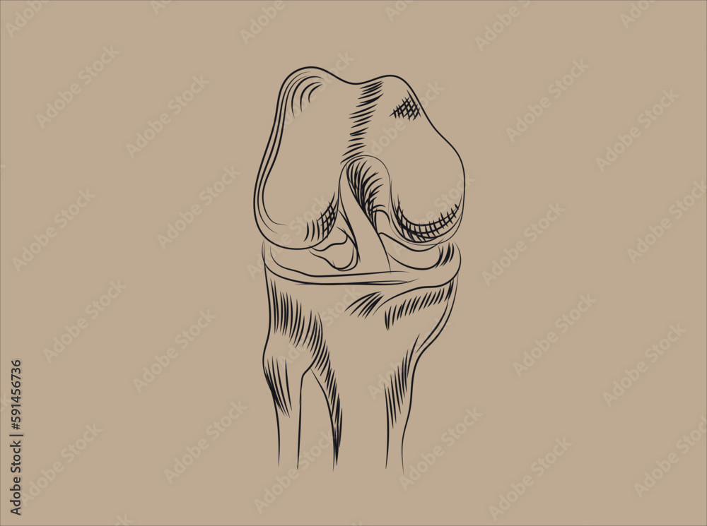 Drawing of human knee anatomy muscles vector illustration Stock Vector ...