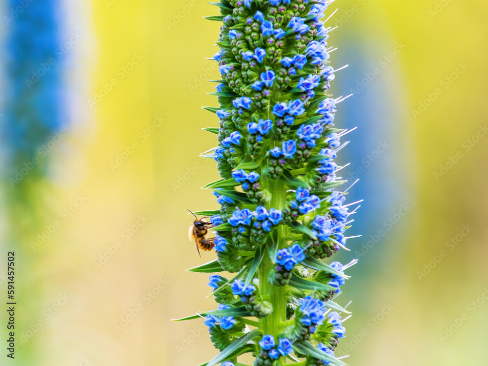 Echium Candicans Pride of Madeira blue flower spike with a blurred ...