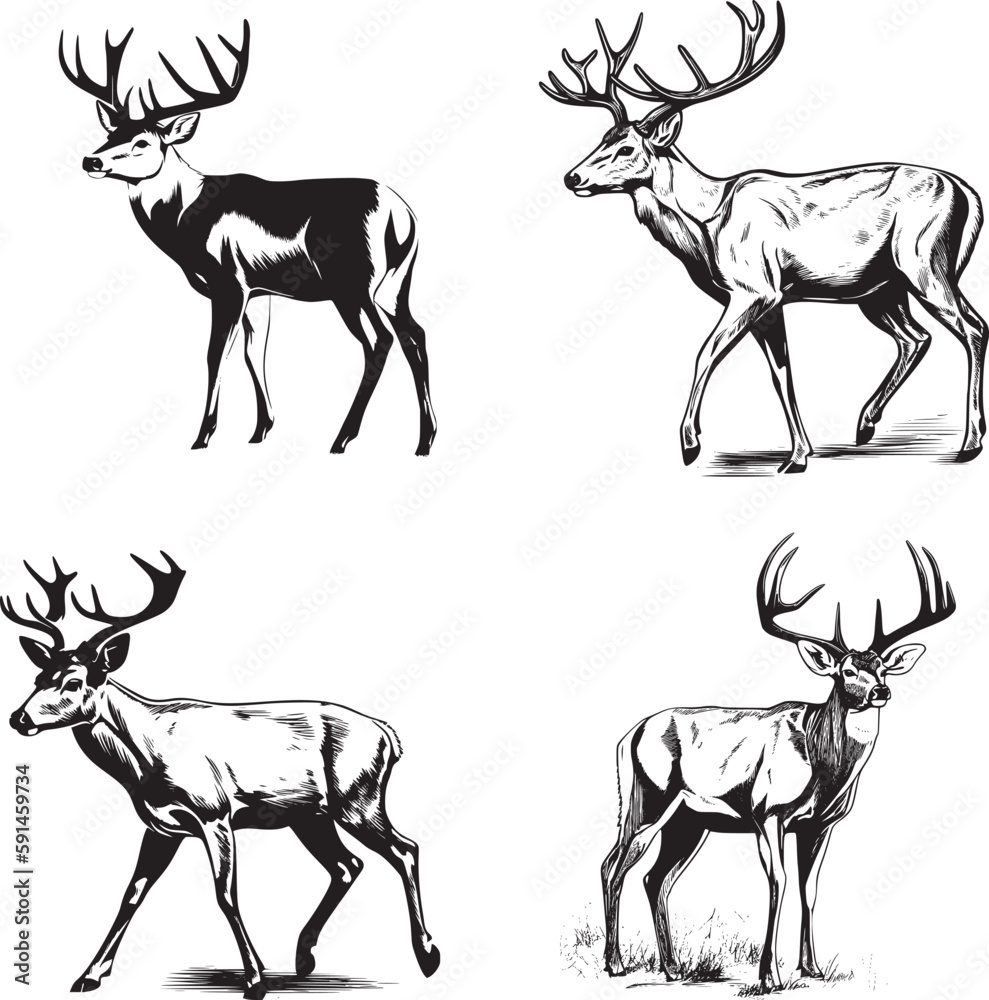 Whitetail Buck, dynamic pose simple graphic, cartoon vector art ...