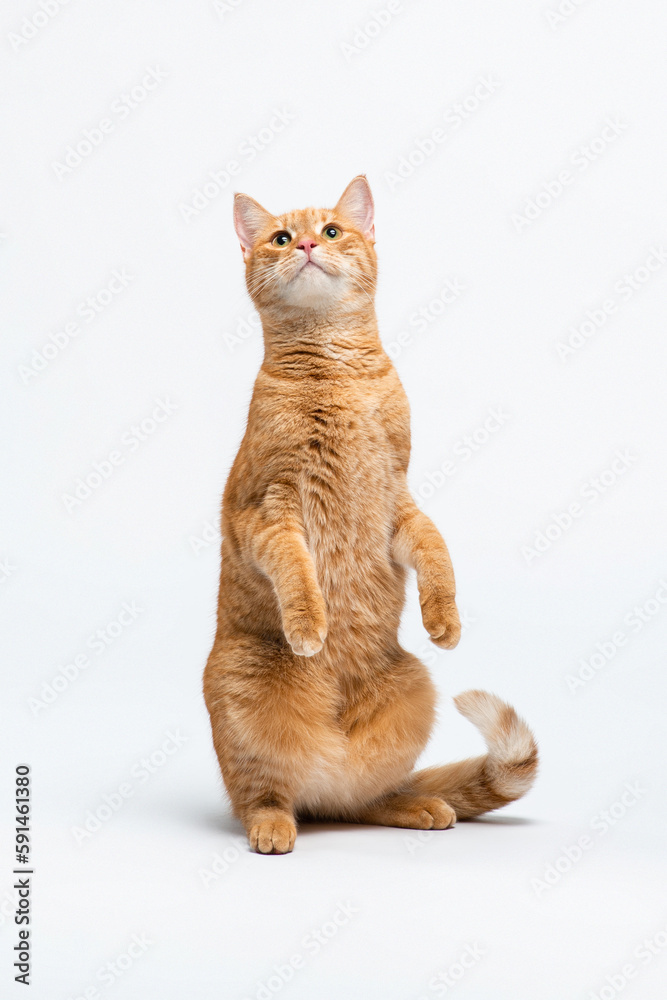 Striped red cat sits on hind legs and looks up on white background ...