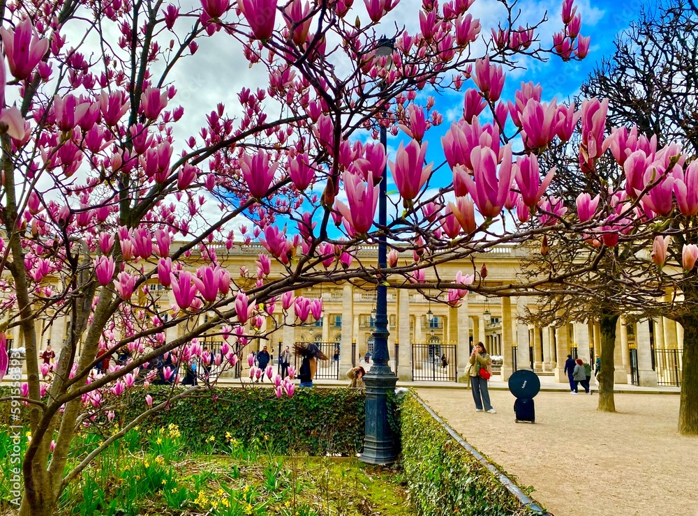 Magnolia flowers in bloom in the park of Palais Royal in central Paris ...