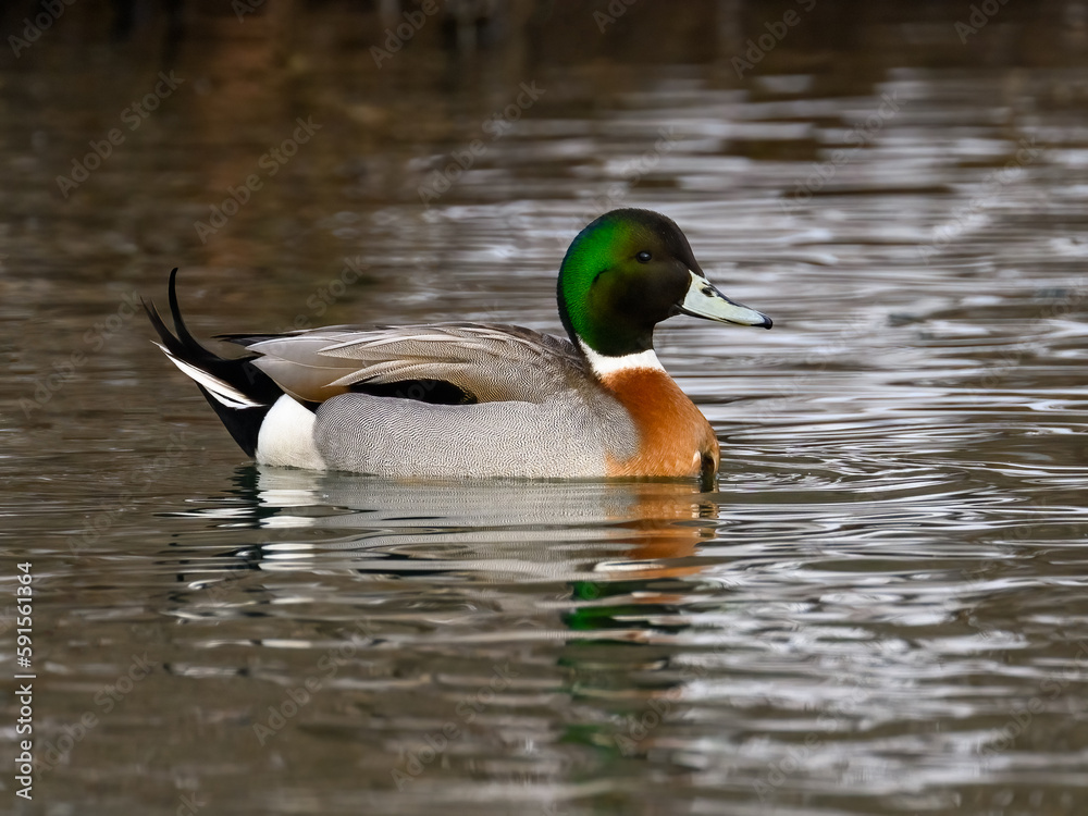 Hybrid of mallard and pintail swimming on the pond in early Spring ...
