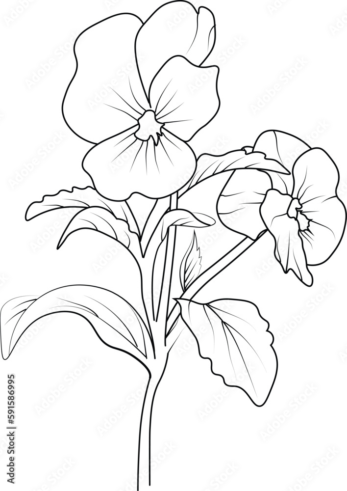 Pansy flower line art, vector illustration, hand-drawn pencil sketch ...
