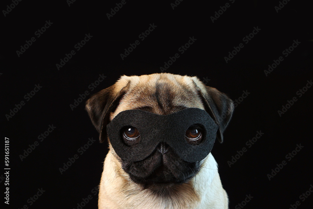 Funny pug close-up, with a black mask over his eyes. A dog with a mask ...