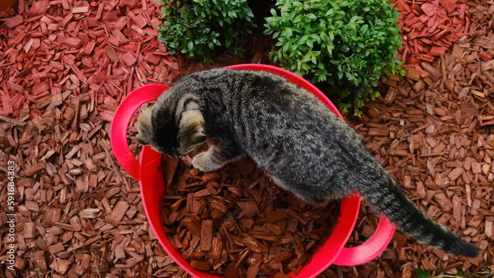 chips for mulching in red bucket.Kitten climbed into a bucket of wood ...