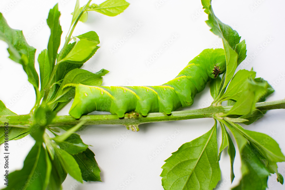 Green lumpy caterpillar isolated on the white background. Tomato ...