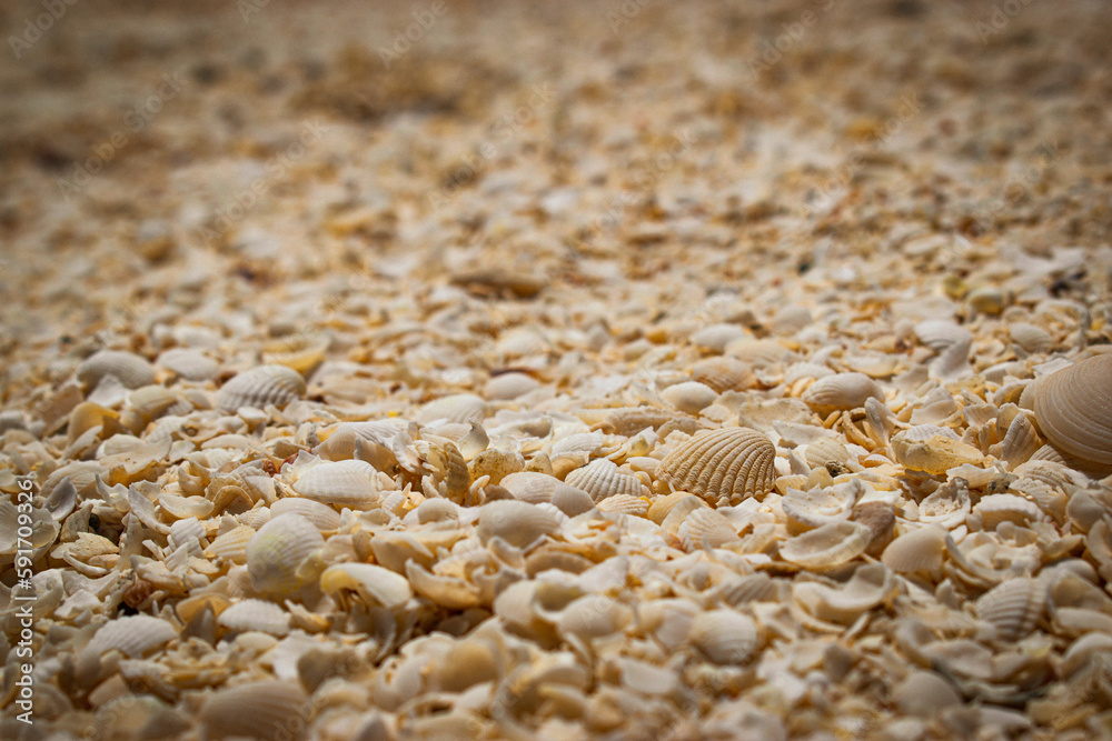 Australia, Shell Beach is a picturesque place formed from billions of ...