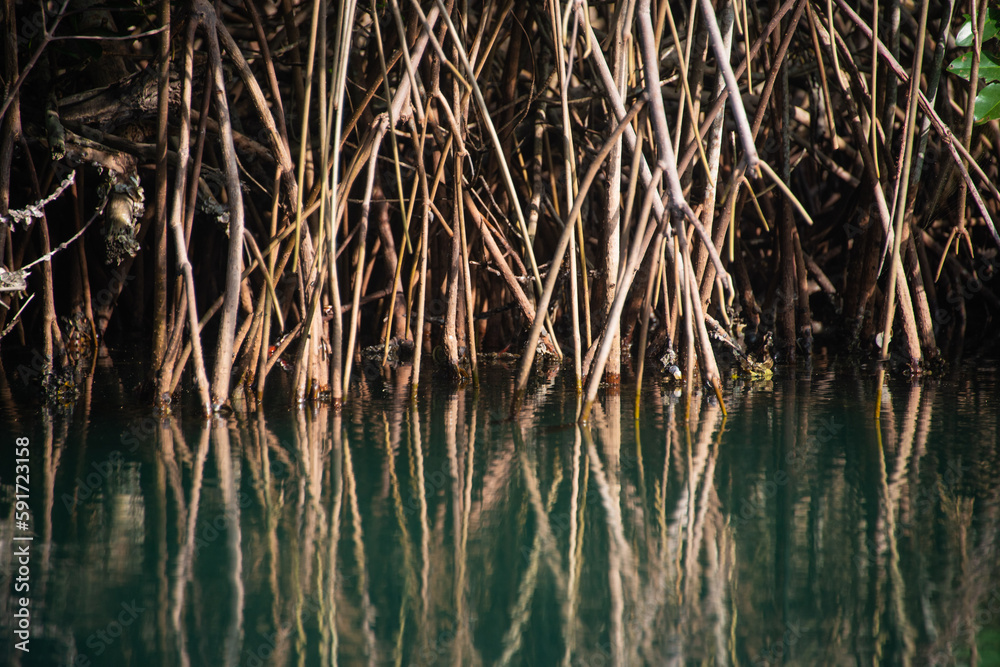 reeds in the water mangrove swamp in coveñas colombia by the sea ...
