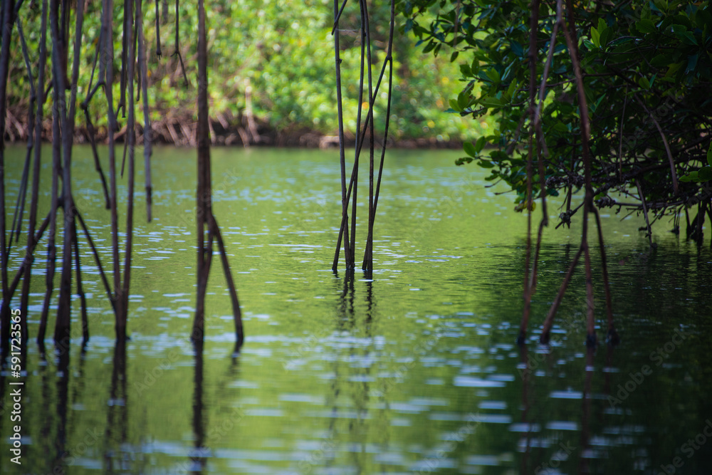 reeds in the water mangrove swamp in coveñas colombia by the sea ...